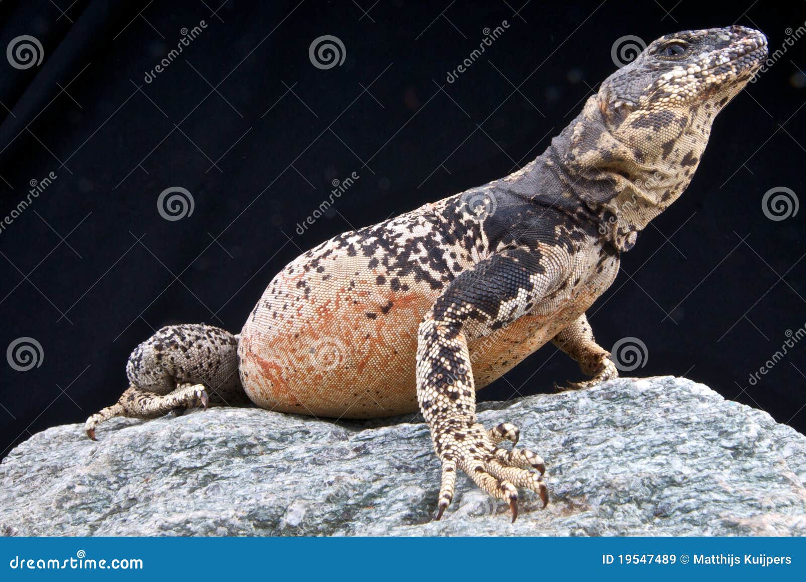 Chuckwalla stock image. Image of pets, states, mojave - 19547489