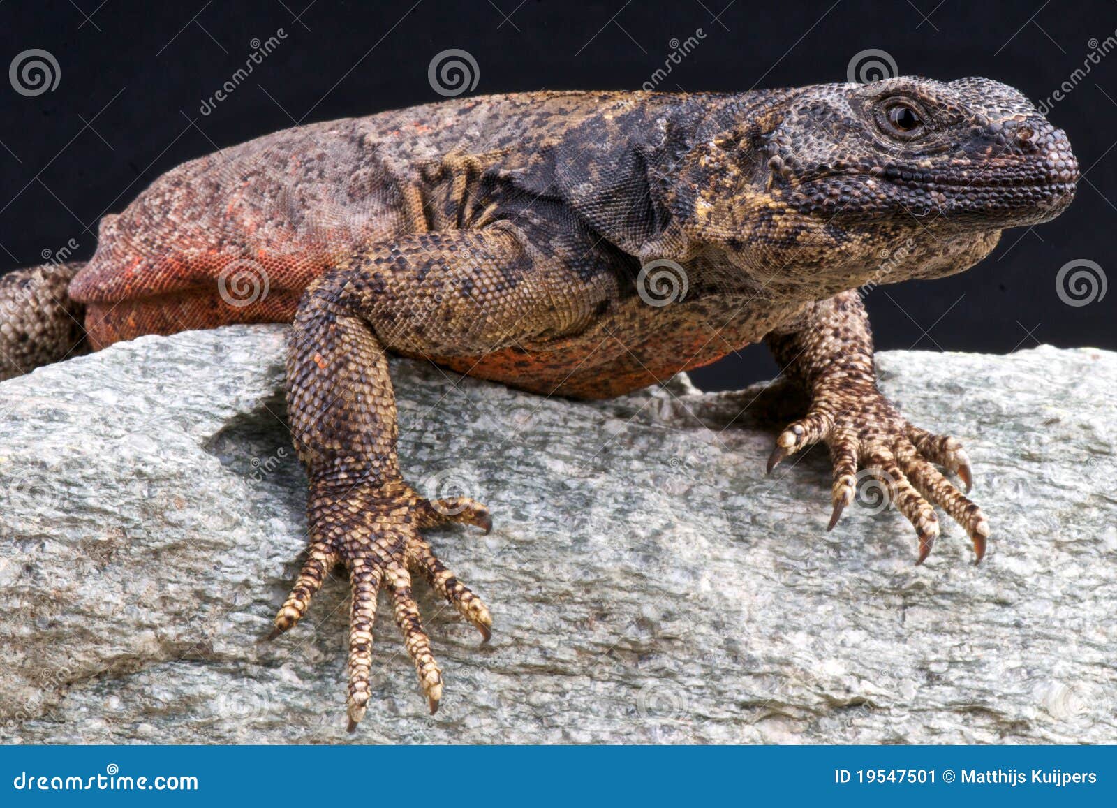 Chuckwalla Lizards Royalty-Free Stock Photography | CartoonDealer.com ...