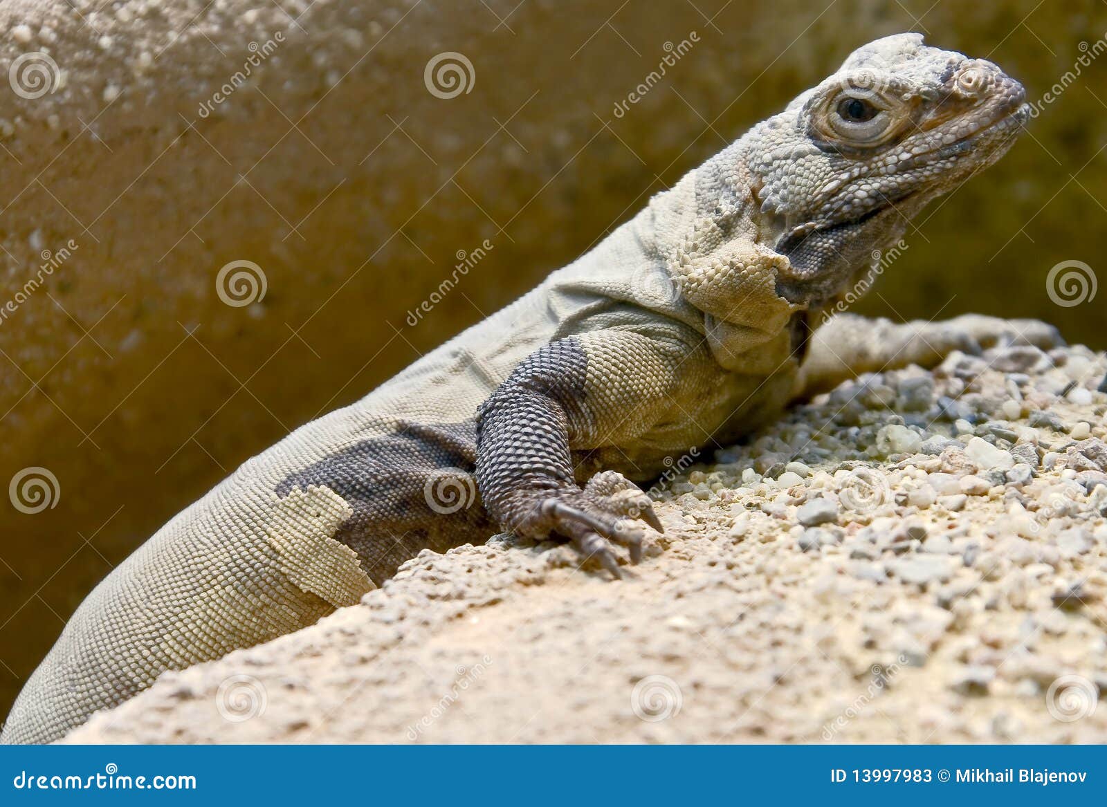 Chuckwalla 2 stock image. Image of ugly, nature, zoology - 13997983