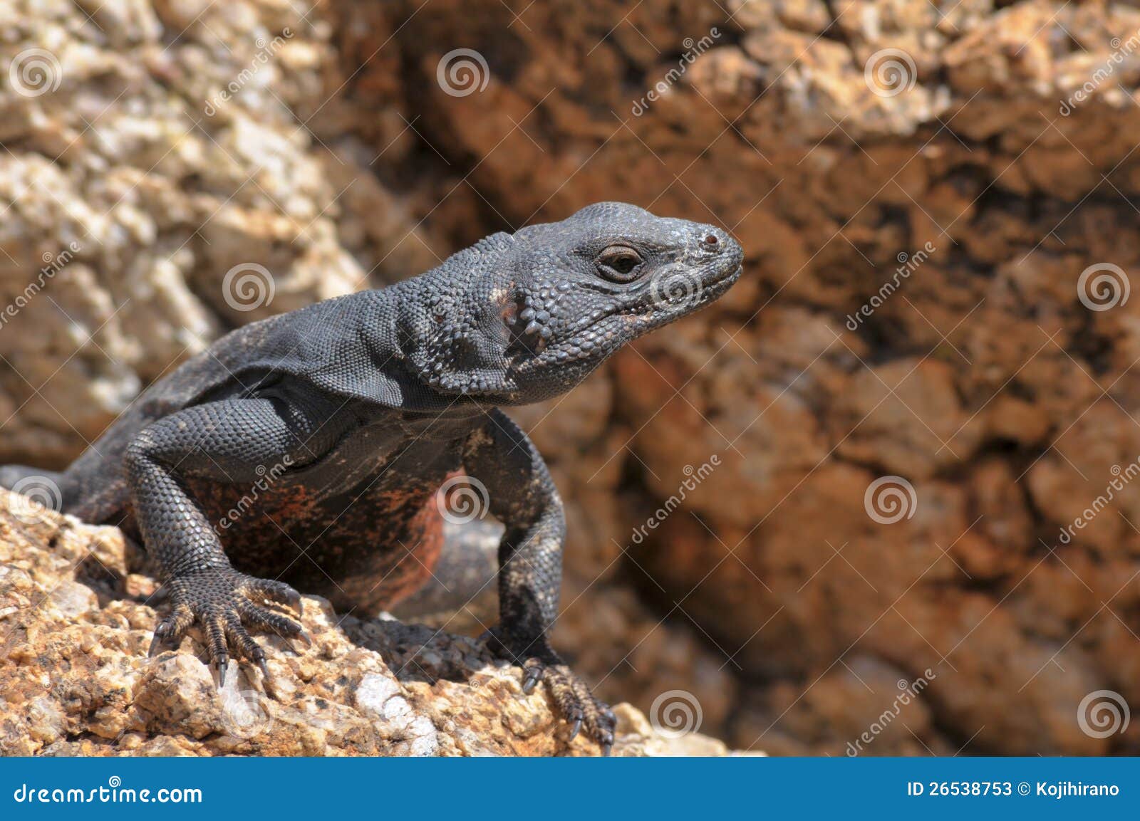 Chuckwalla stock image. Image of iguana, wilderness, reptile - 26538753