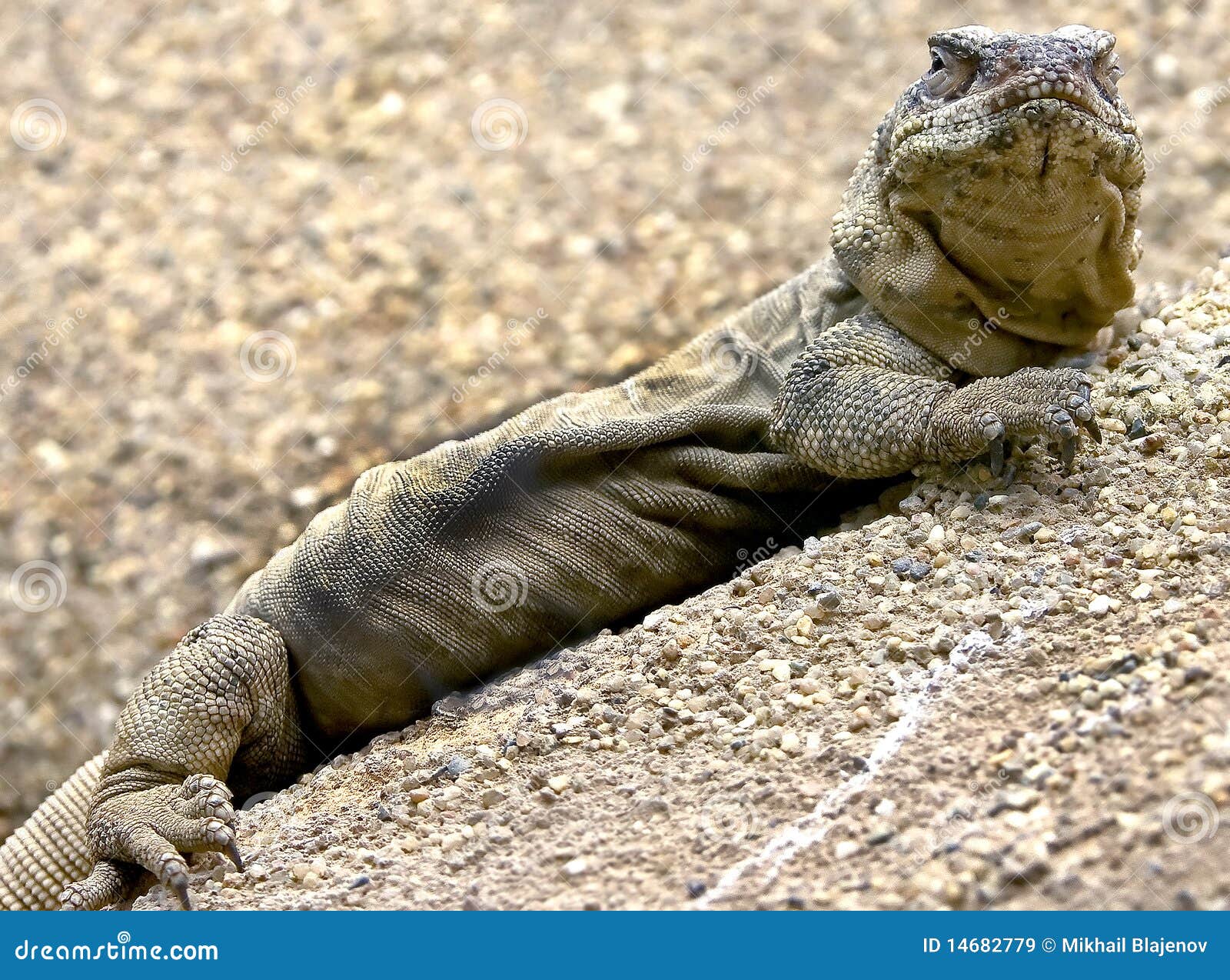 Chuckwalla 3 stock image. Image of chuckwalla, claws - 14682779