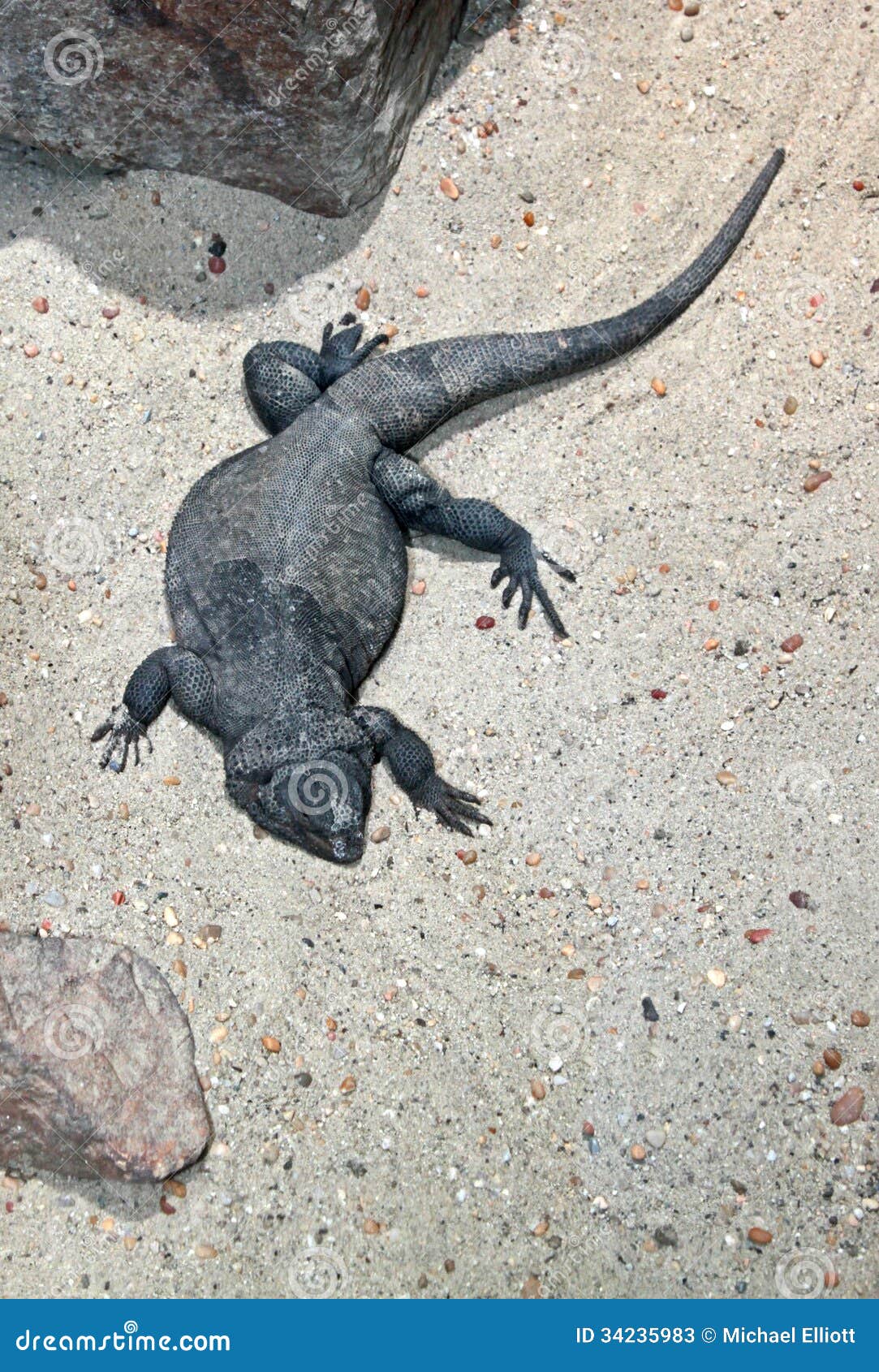 Chuckwalla stock image. Image of gray, body, nevada, arid - 34235983