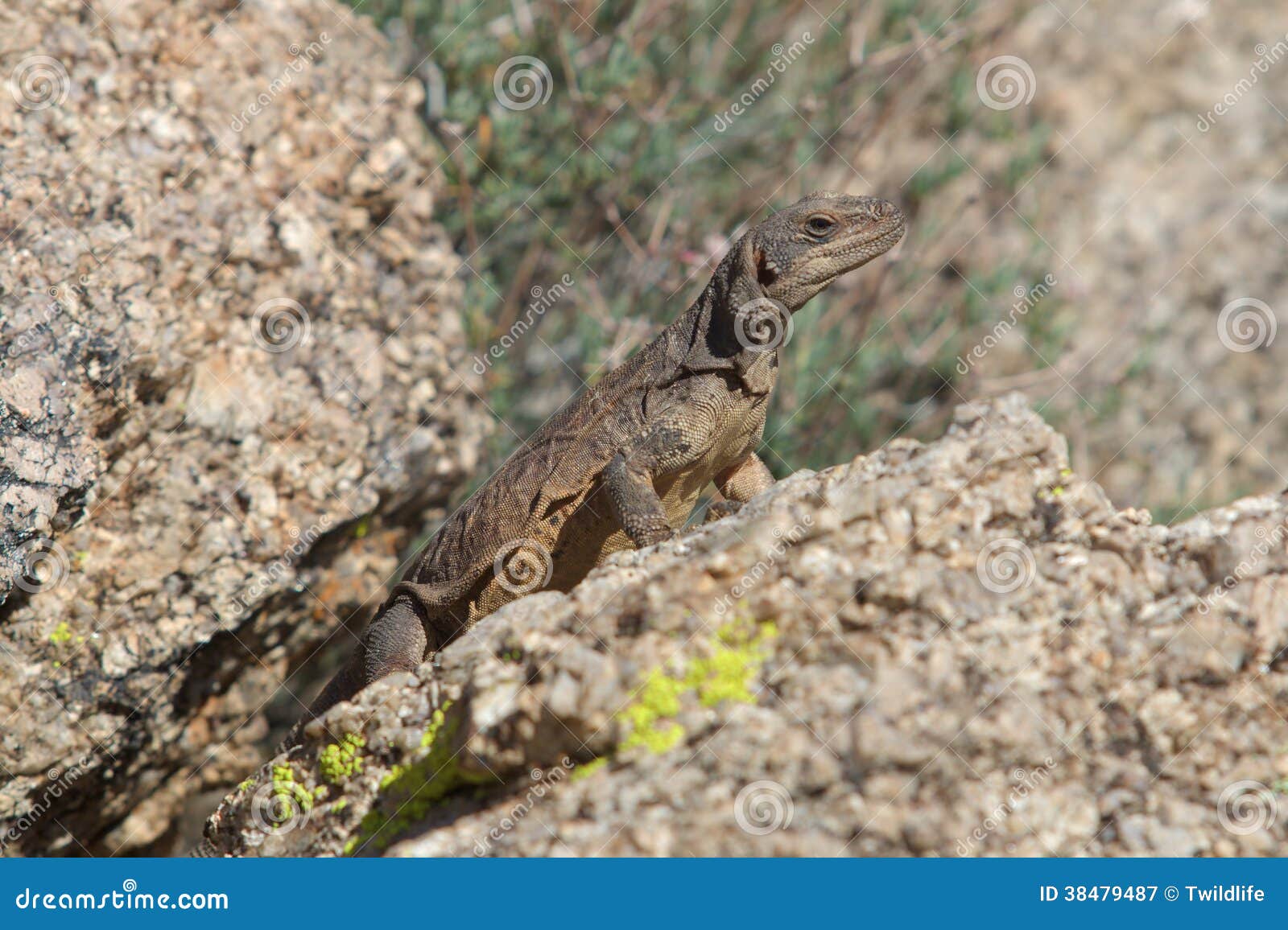 Chuckwalla stock image. Image of wildlife, species, desert - 38479487