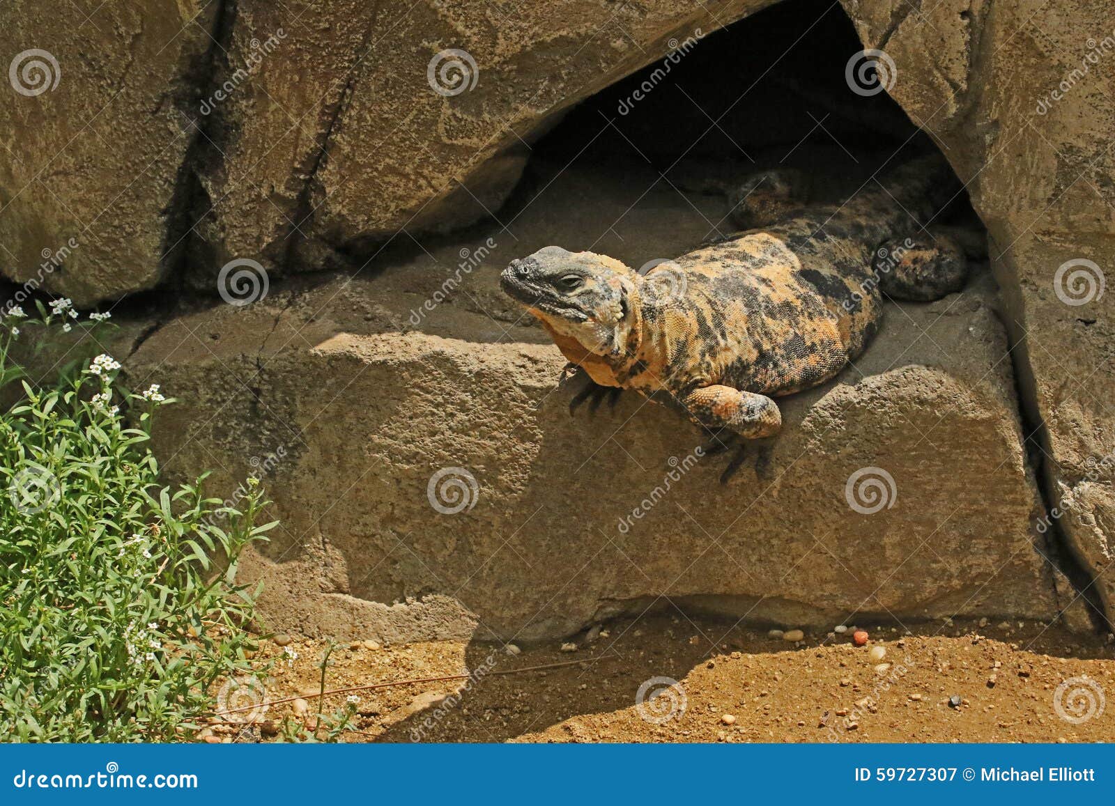 Chuckwalla stock image. Image of reptile, body, lizard - 59727307