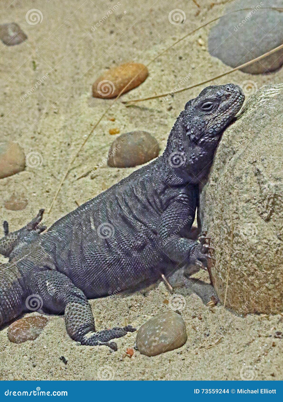 Chuckwalla stock photo. Image of ecology, lizards, crevices - 73559244