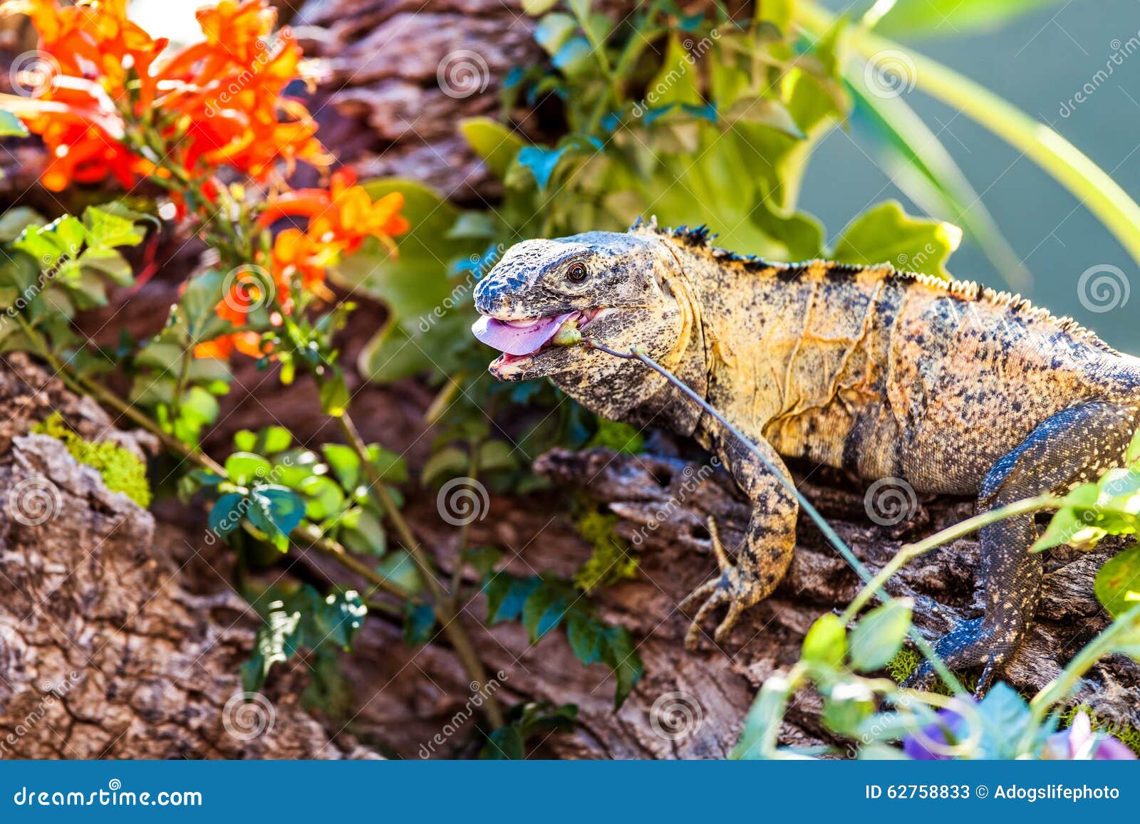 Chuckwalla Royalty-Free Stock Photography | CartoonDealer.com #19547489