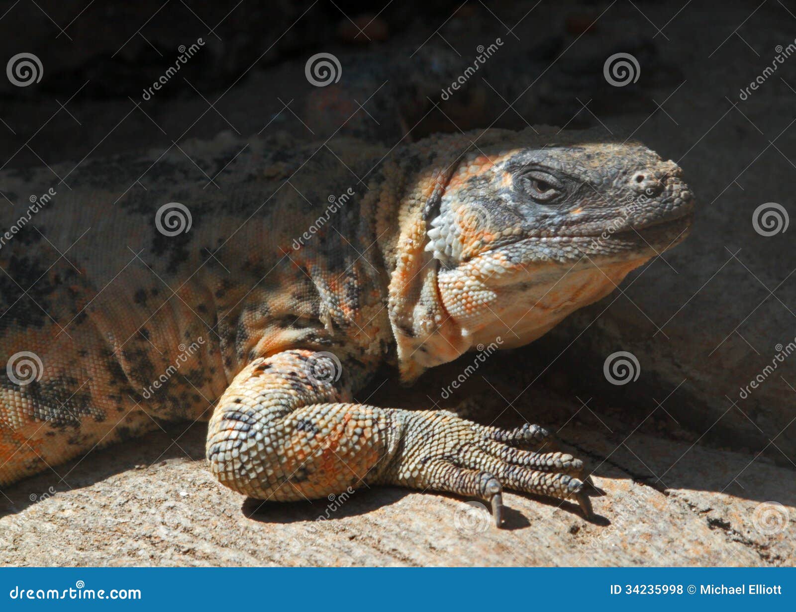 Chuckwalla stock photo. Image of buckskinman, creep, arizona - 34235998