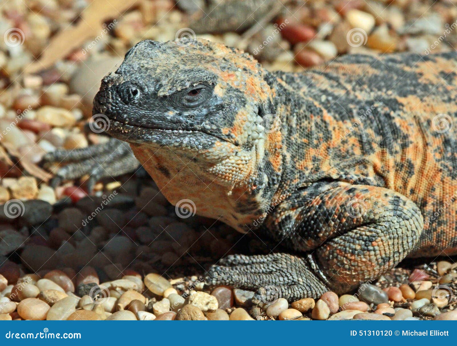 Chuckwalla stock photo. Image of bite, daylight, claws - 51310120