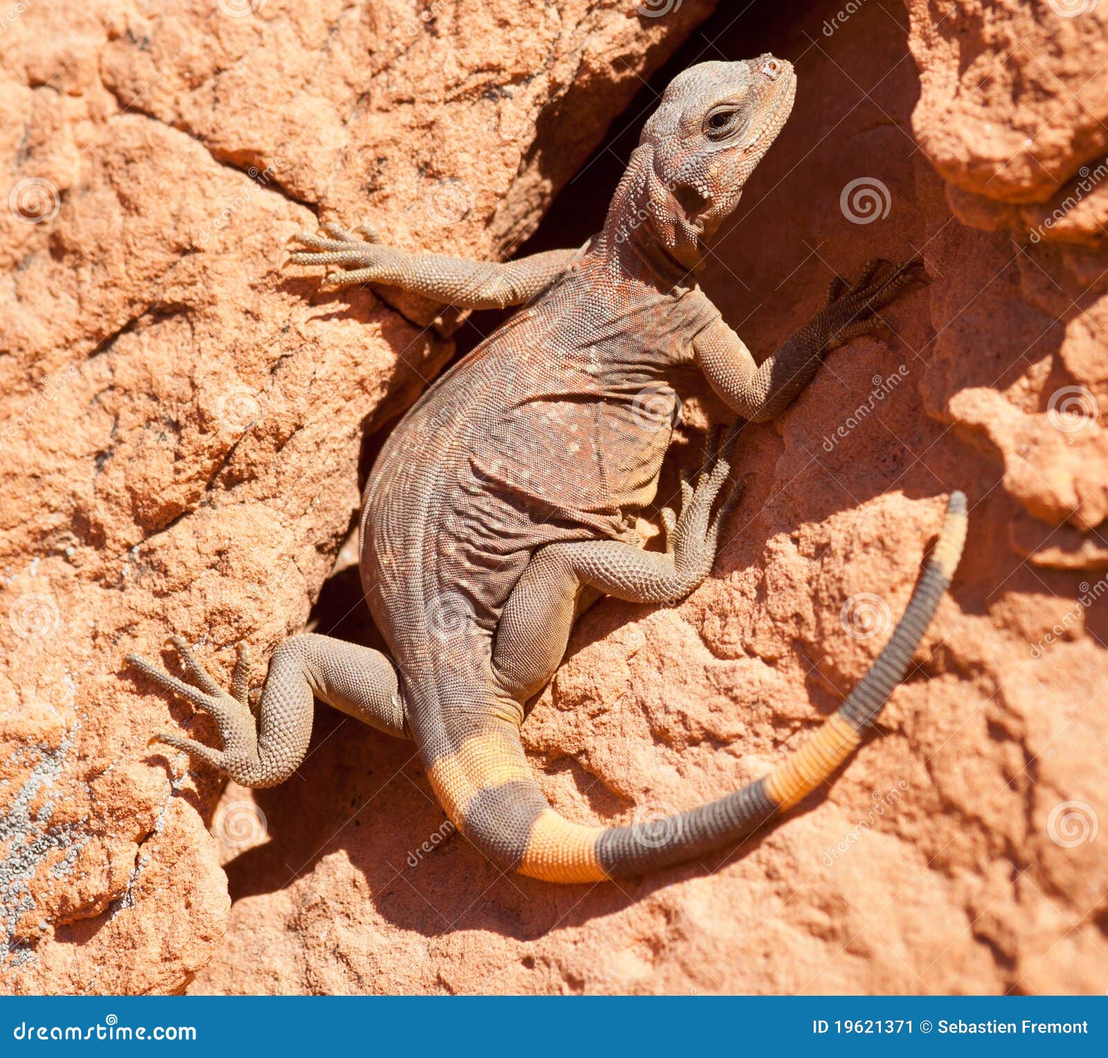 Chuckwalla Lizards On A Rocky Cliff Royalty-Free Stock Image ...