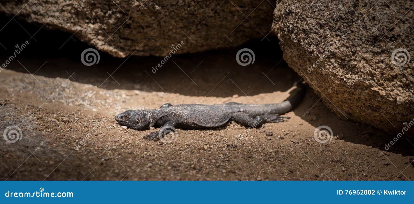 Chuckwalla Lizard Alabama Hills Stock Photo - Image of animal ...
