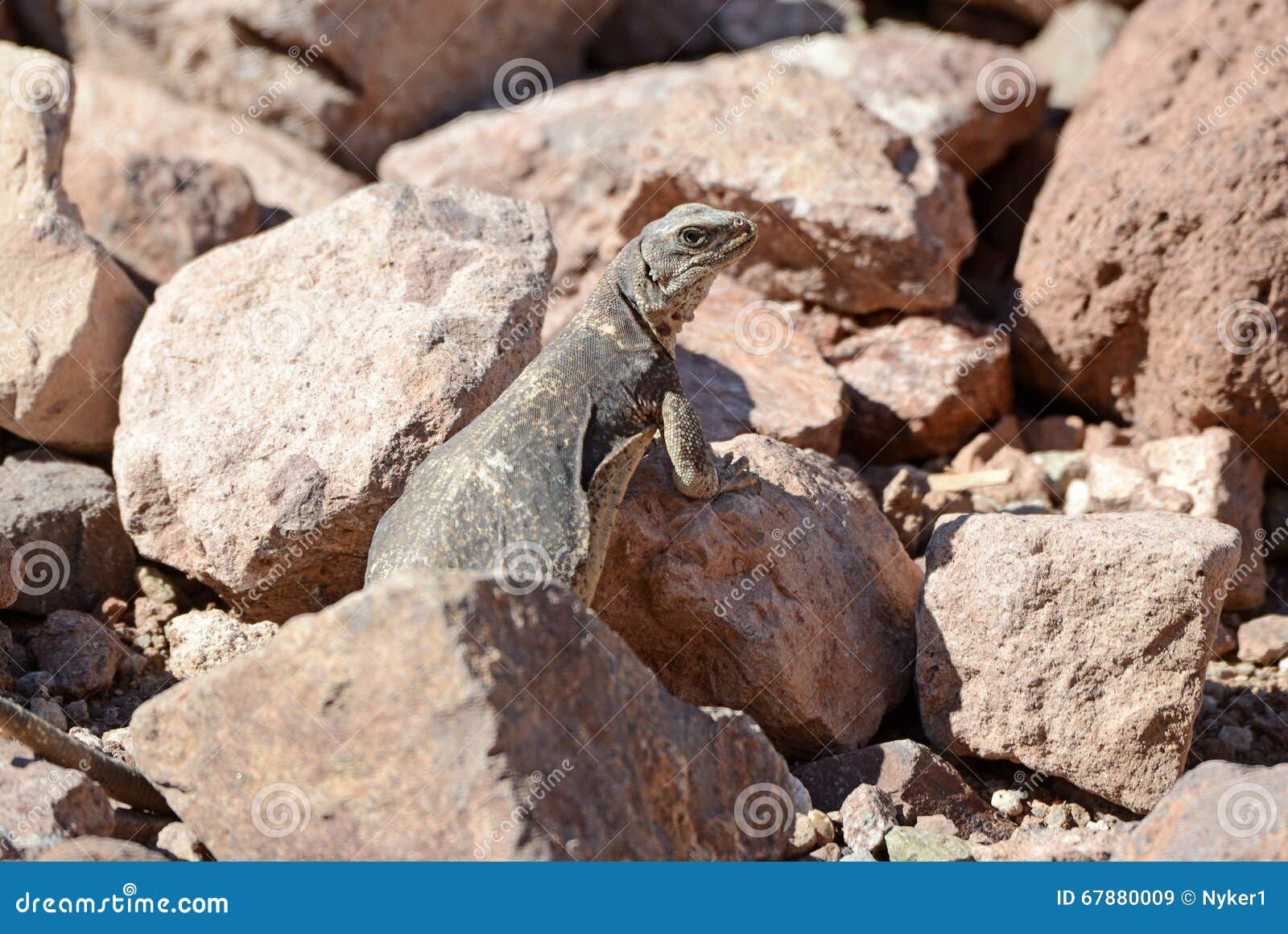 Chuckwalla Lizard in a Desert Environment Stock Image - Image of ...