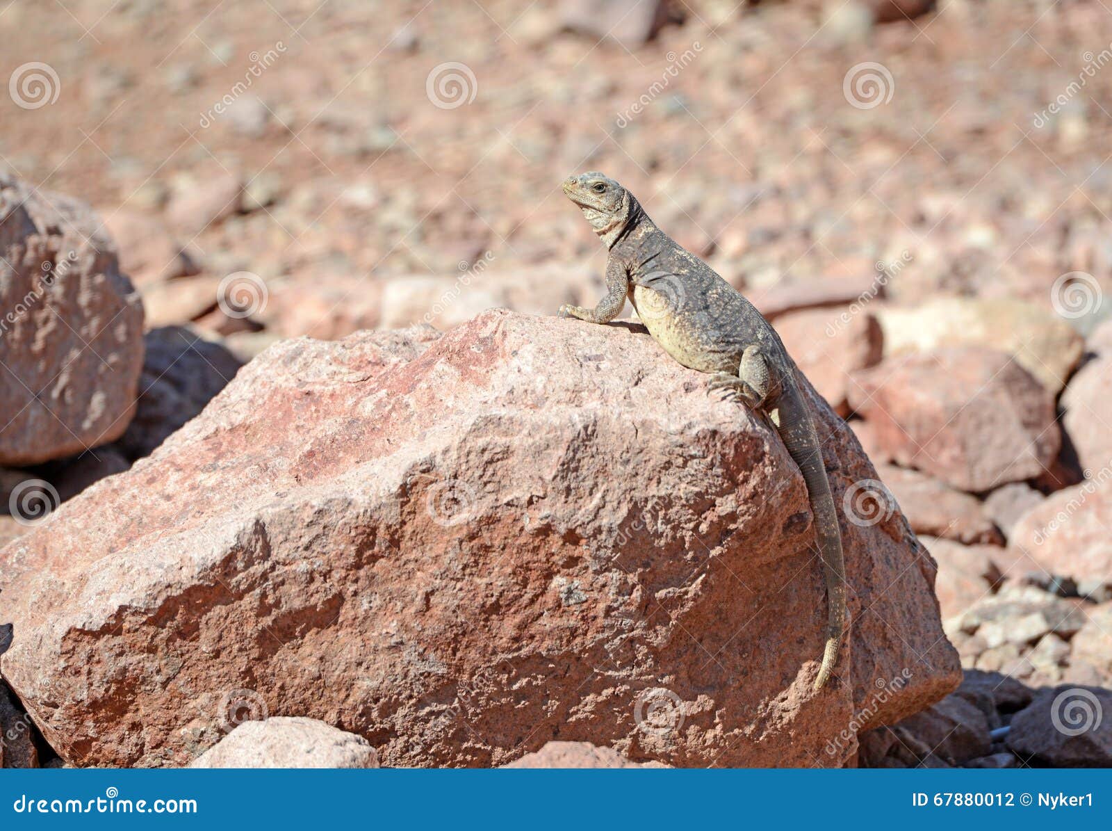 Chuckwalla Lizard in a Desert Environment Stock Photo - Image of ...