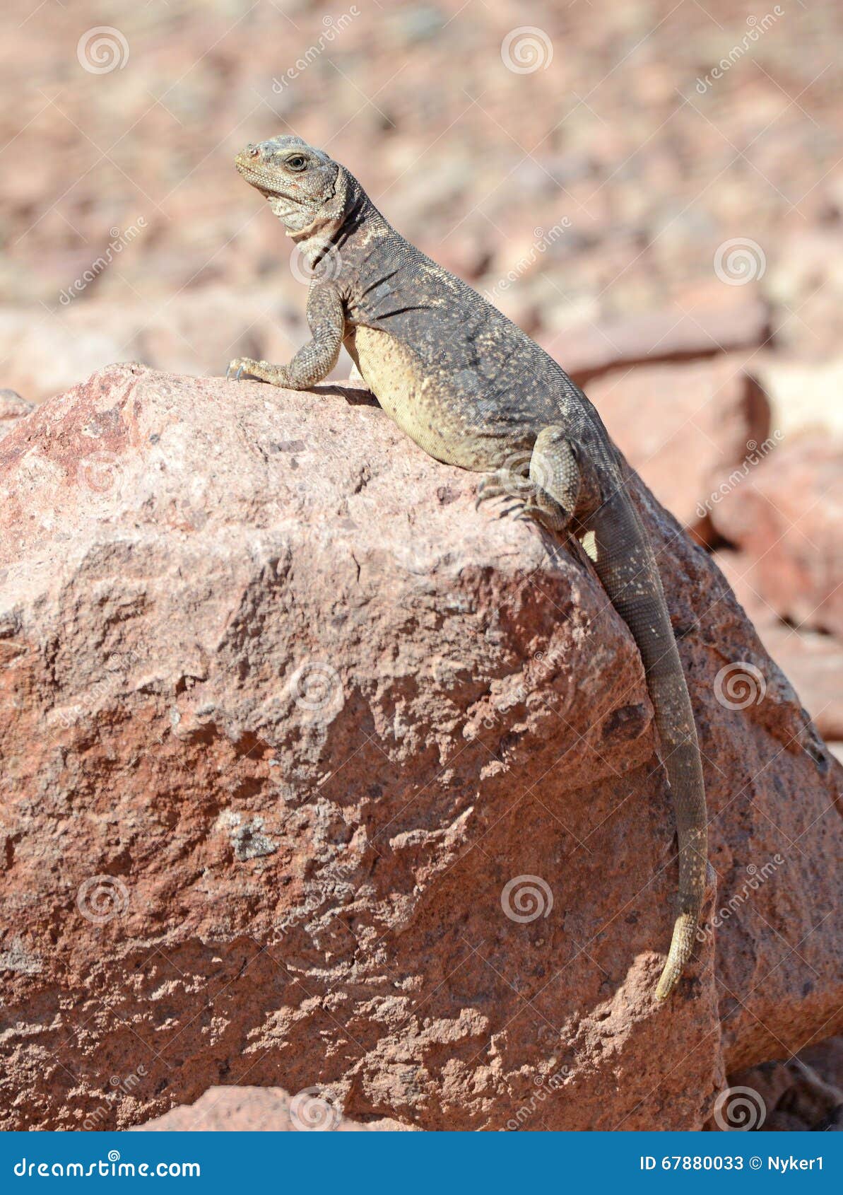 Chuckwalla Lizard in a Desert Environment Stock Image - Image of scales ...