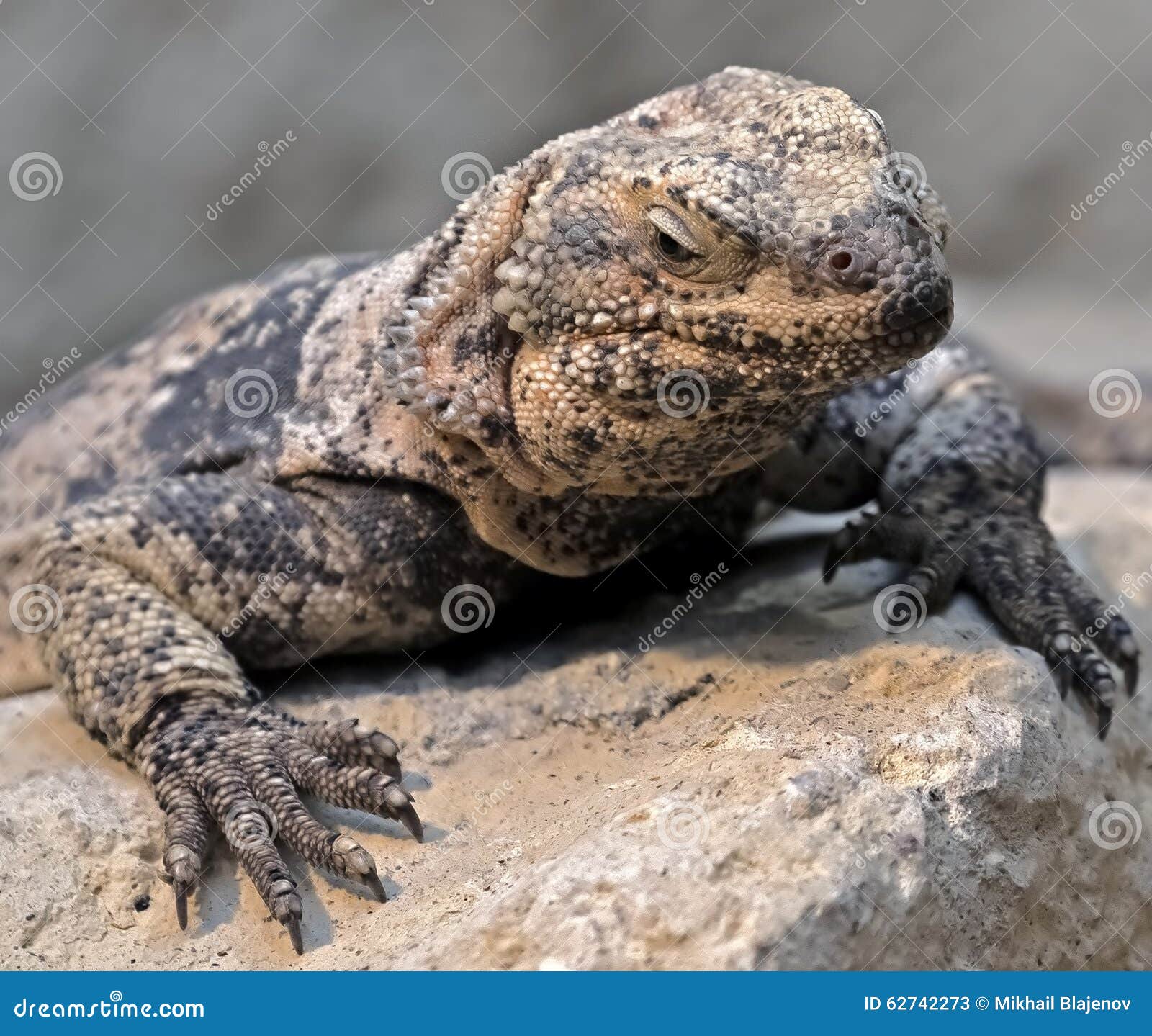 Chuckwalla stock image. Image of species, exotic, terrarium - 62742273