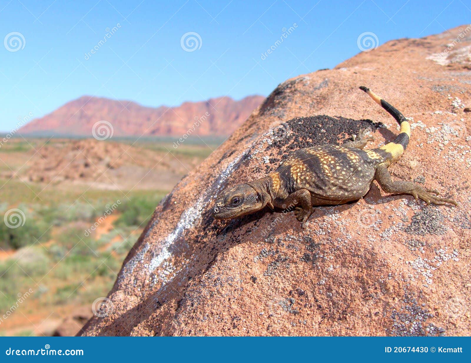 Sauromalus Desert Chuckwalla Lizard In St George Utah Royalty-Free ...