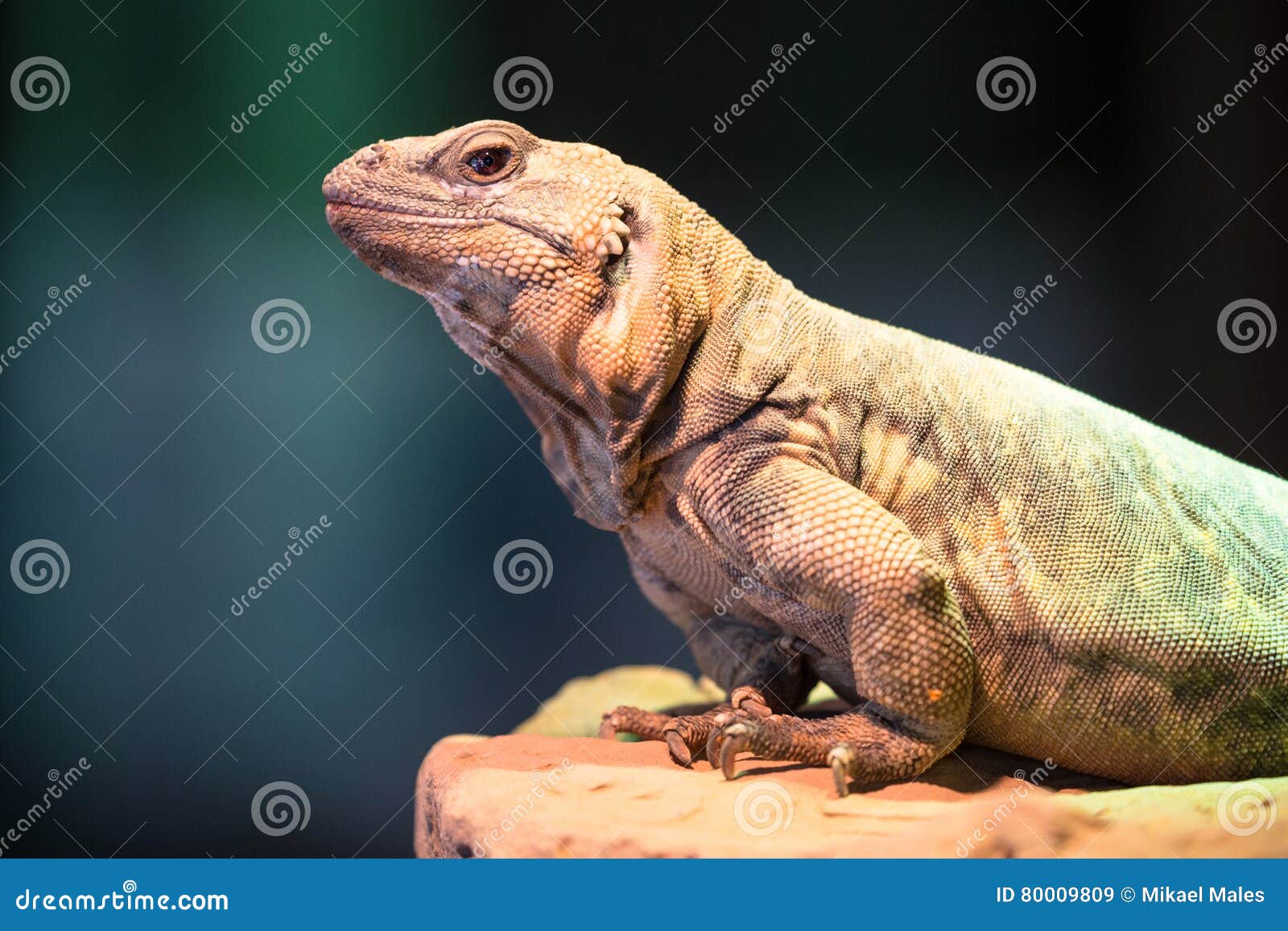 Chuckwalla Royalty-Free Stock Photography | CartoonDealer.com #19547489