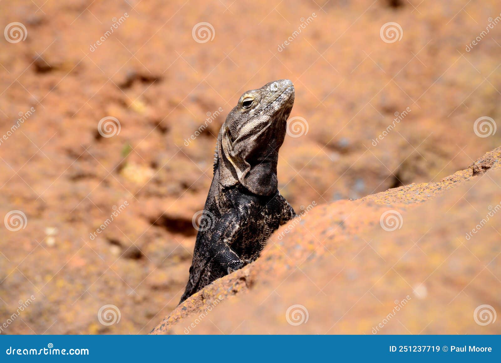 Chuckwalla Lizards On A Rocky Cliff Royalty-Free Stock Image ...