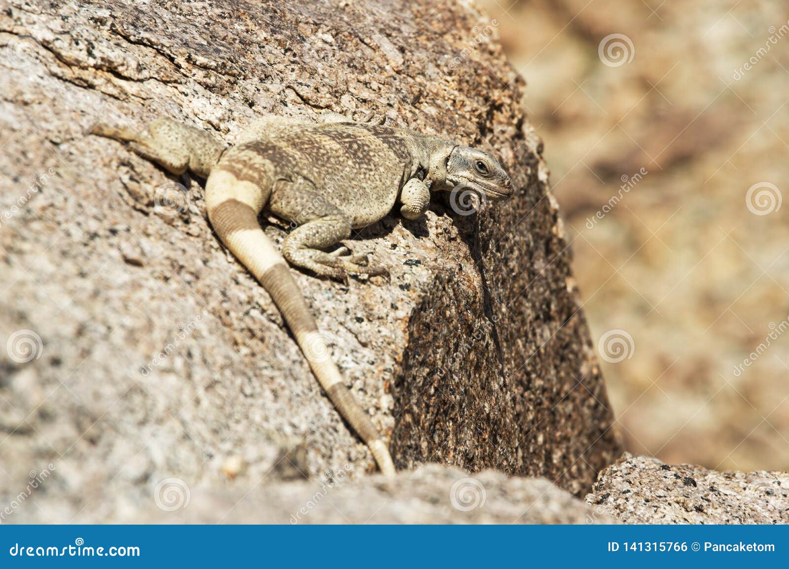 Chuckwalla Lizard stock photo. Image of nature, desert - 141315766