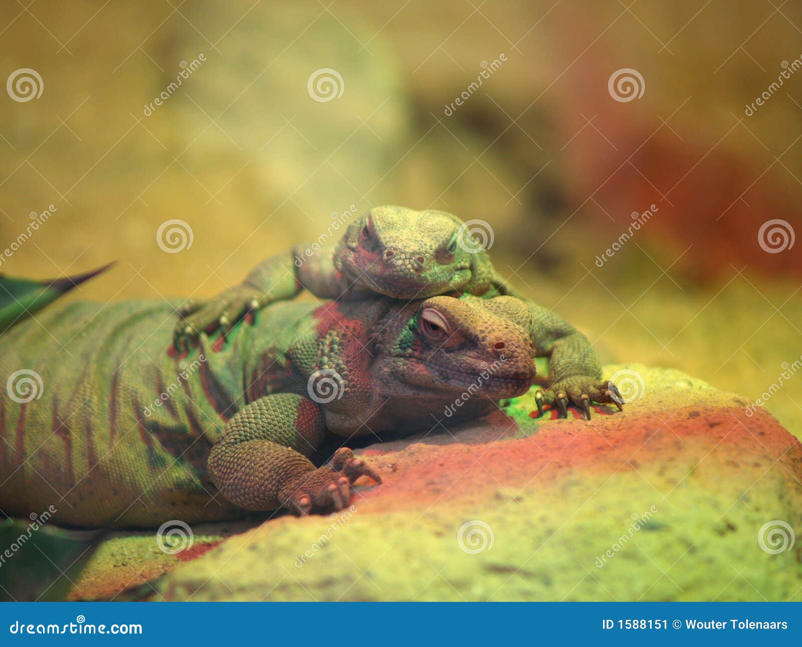 Chuckwalla lizards stock image. Image of scale, desert - 1588151