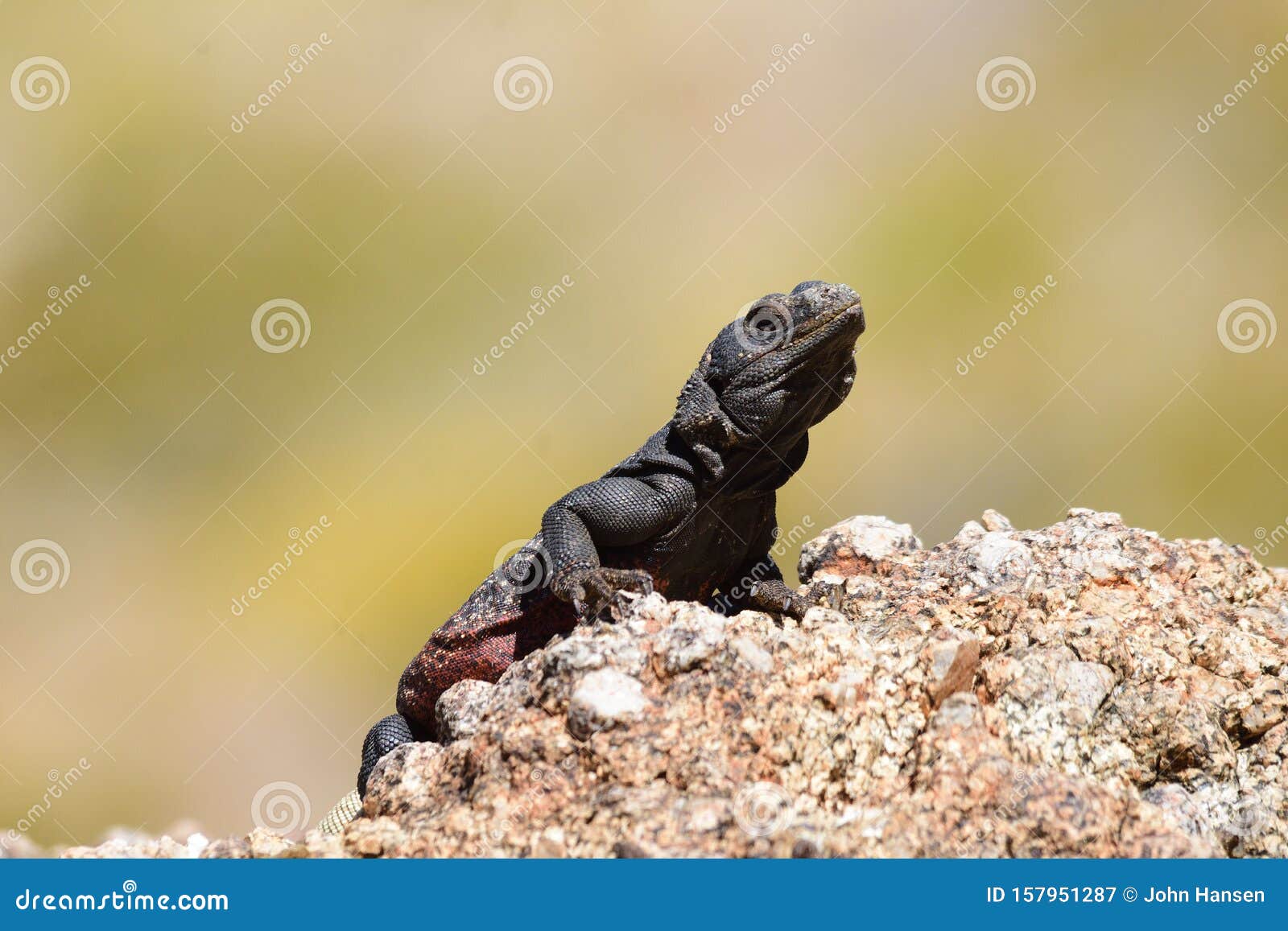 Chuckwalla stare stock image. Image of sauromalus, camera - 157951287