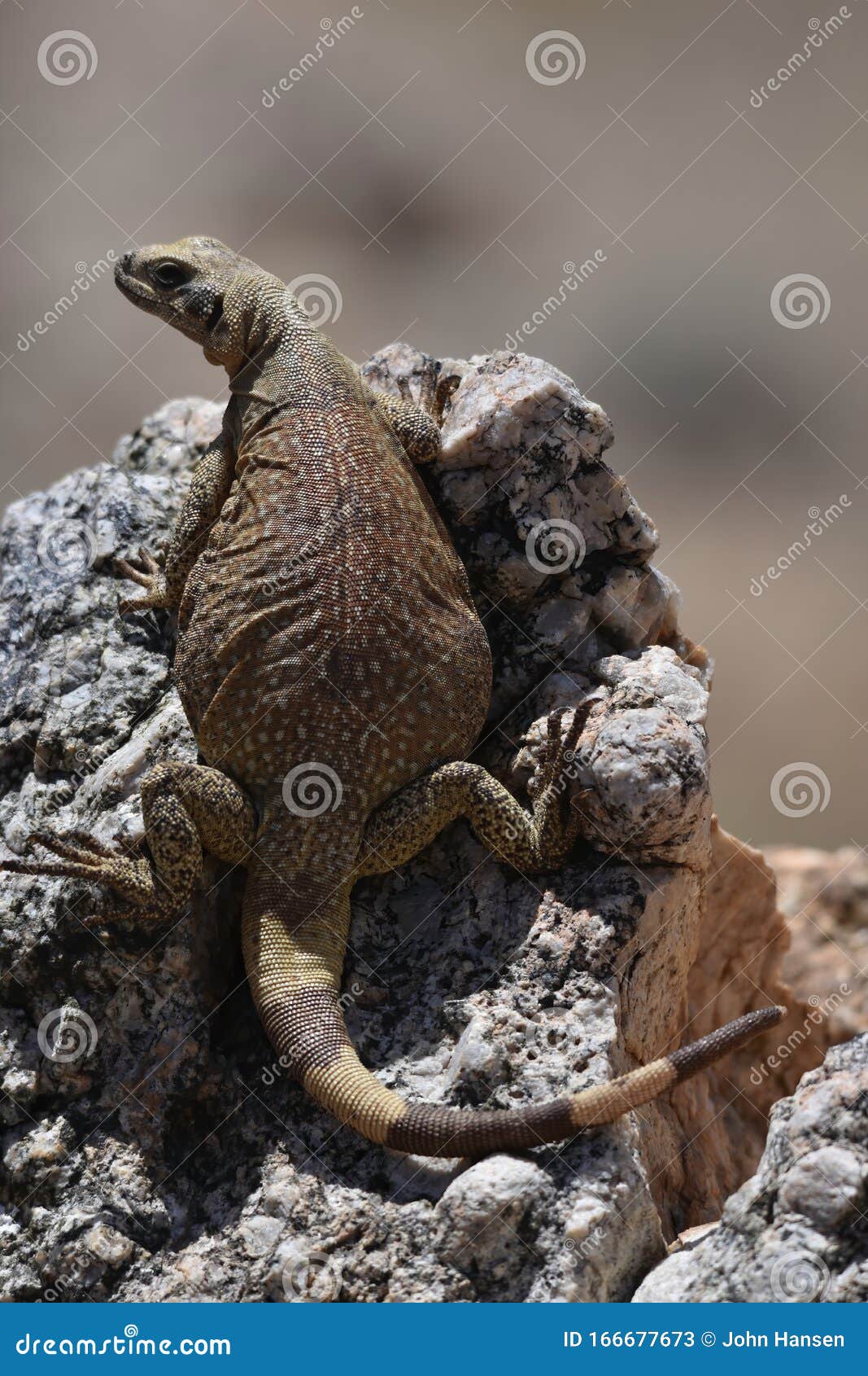 A chuckwalla at the top stock image. Image of arizona - 166677673