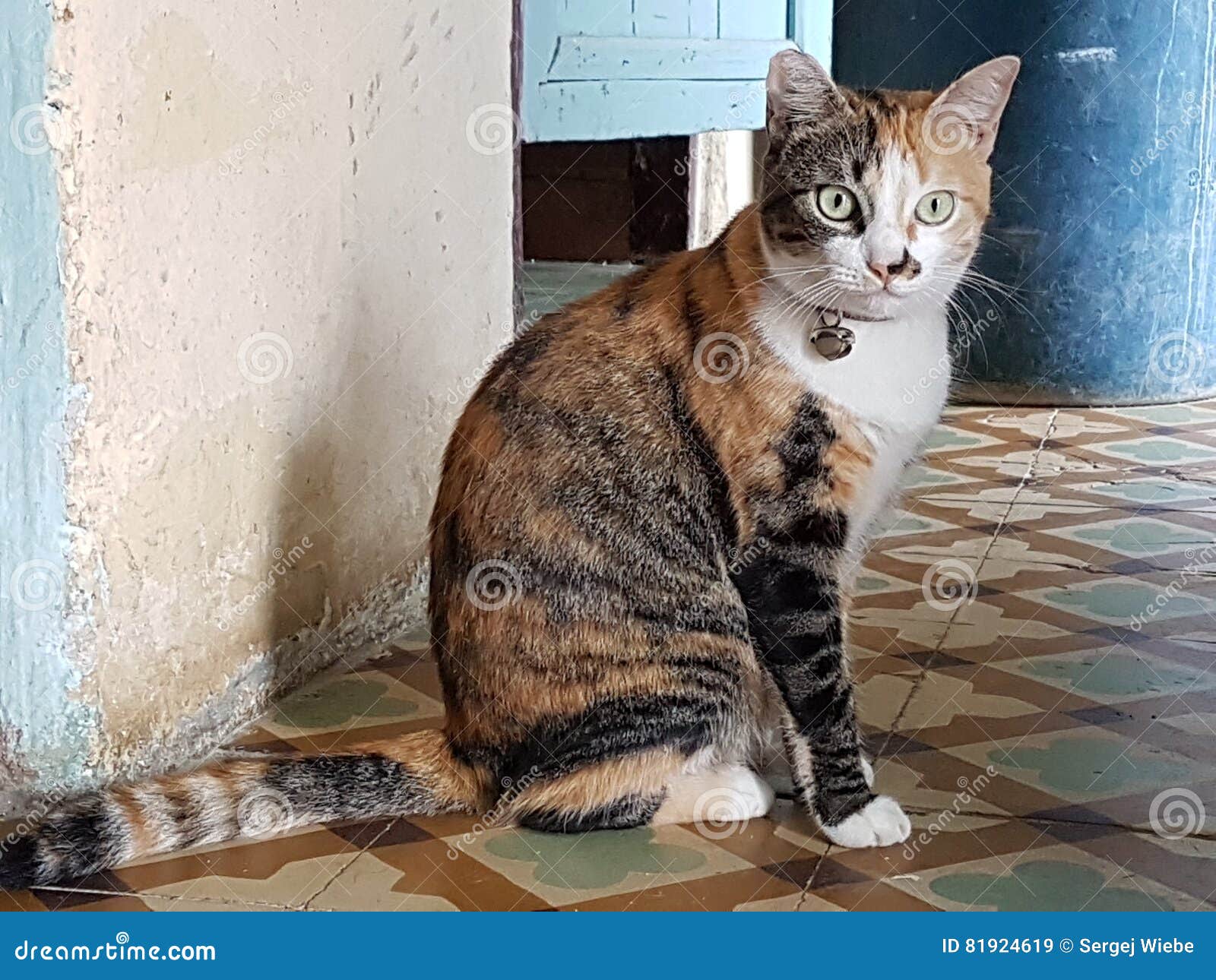 Chucky el gato imagen de archivo. Imagen de divertido - 81924619