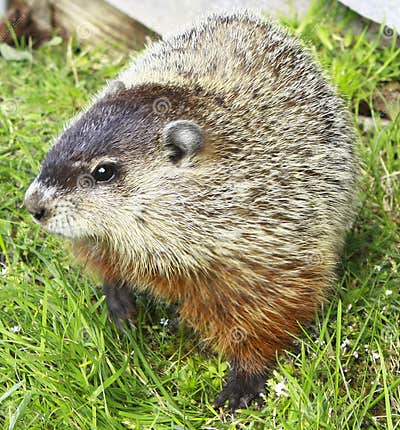 Chucky the Woodchuck stock photo. Image of underground - 6914932