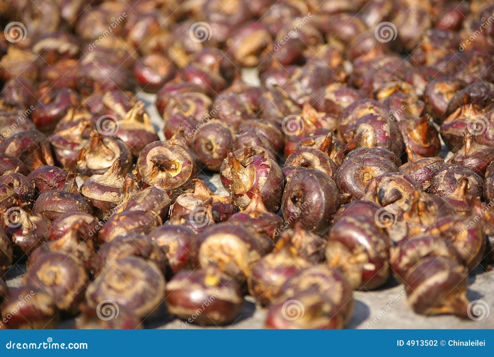 Chufa stock photo. Image of fruit, tuber, chinese, earth - 4913502
