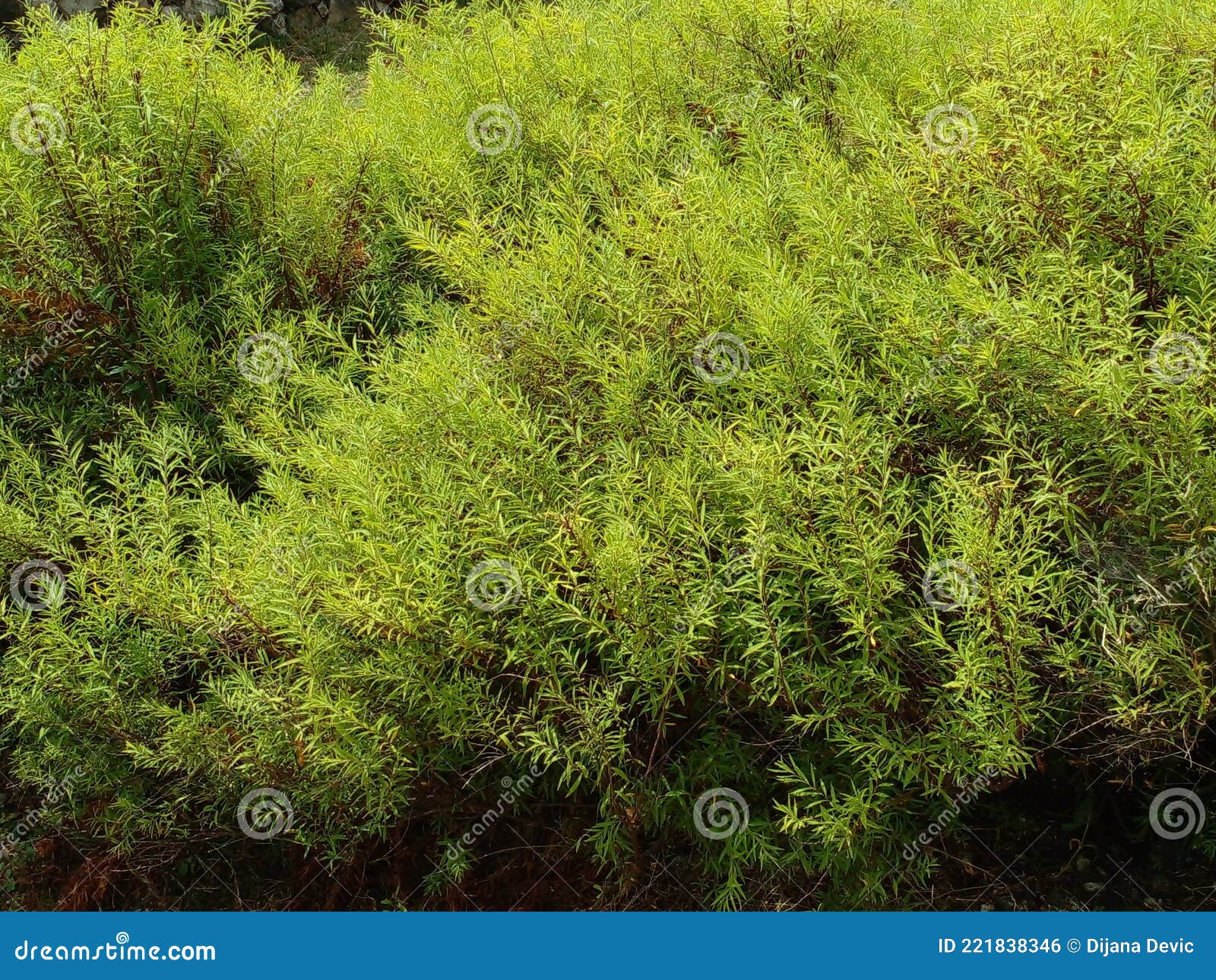 Chuga, little, spring stock photo. Image of spring, wildflower - 221838346
