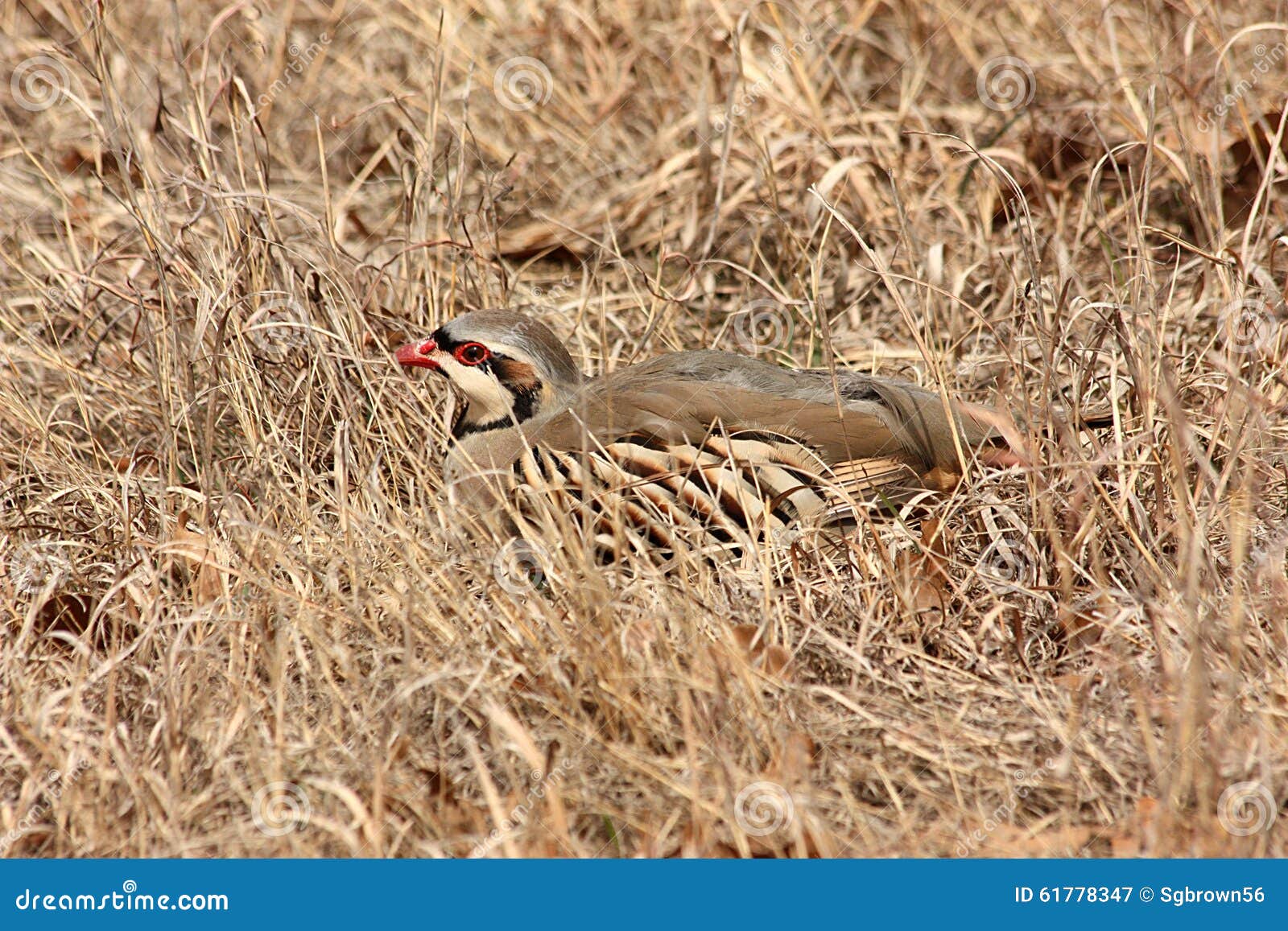 Chukar Bird stock image. Image of grass, dried, chukar - 61778347