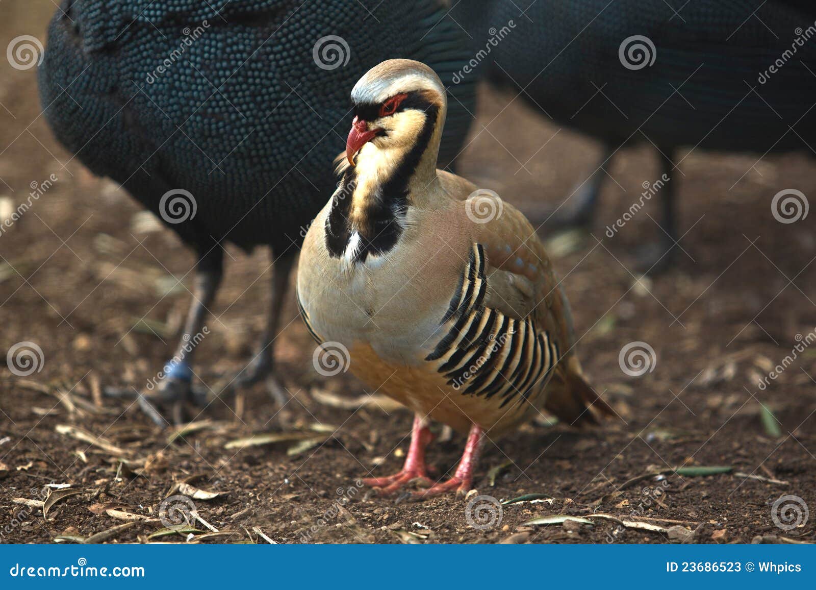 Chukar Partridge stock image. Image of chukar, winter - 23686523