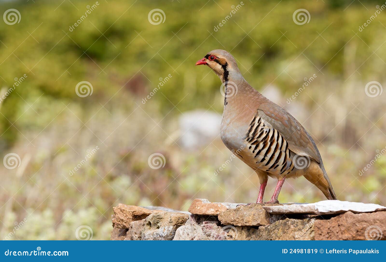 Chukar Partridge (Alectoris Chukar) Stock Image - Image of alectoris ...