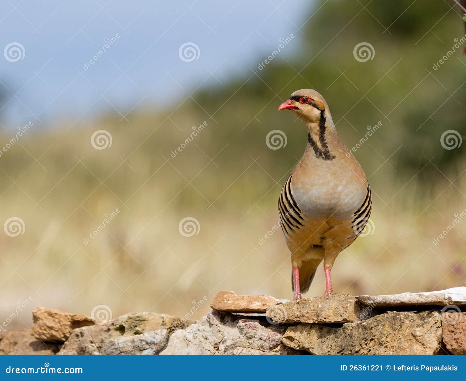 Chukar Partridge (Alectoris Chukar) Stock Image - Image of fowl, cape ...