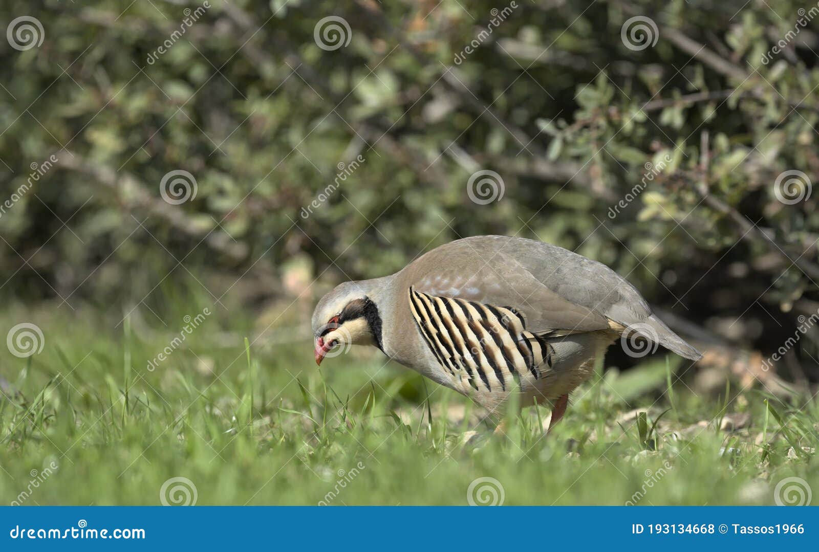 Chukar partridge, Greece stock photo. Image of biology - 193134668