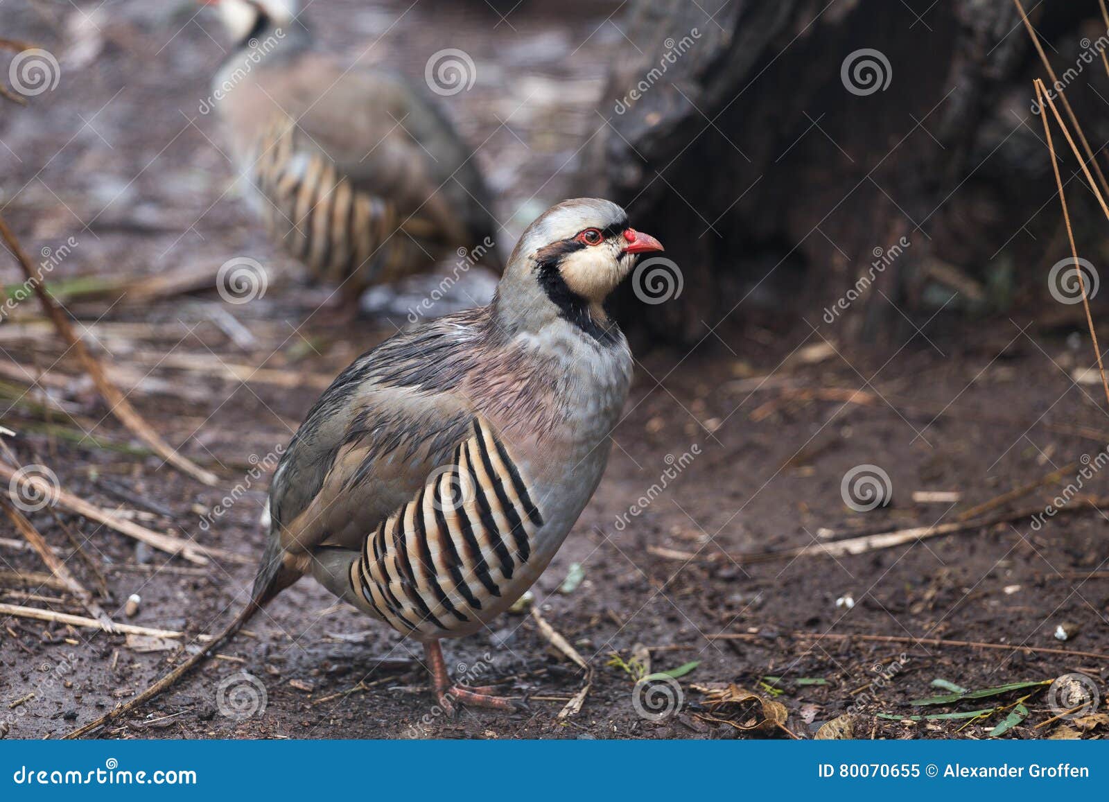 Chukar Partridge (Alectoris Chukar) Stock Image - Image of animal ...