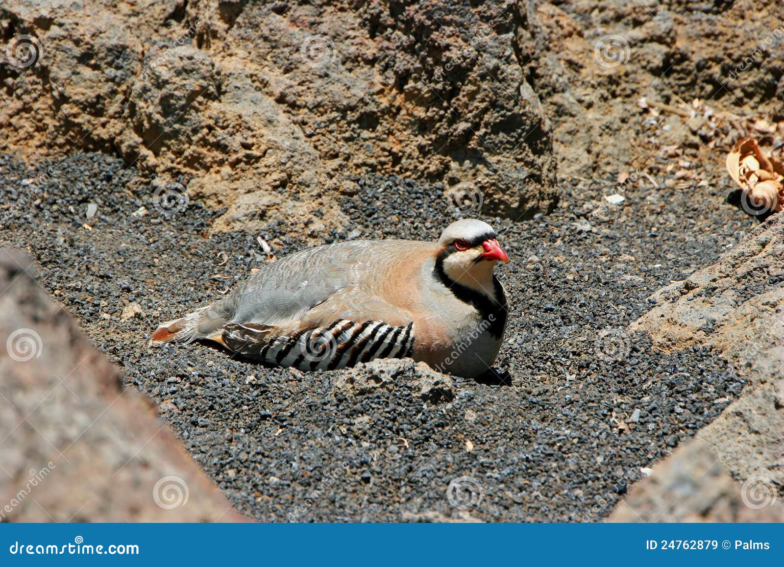 Chukar Partridge Bird Royalty Free Stock Images - Image: 24762879