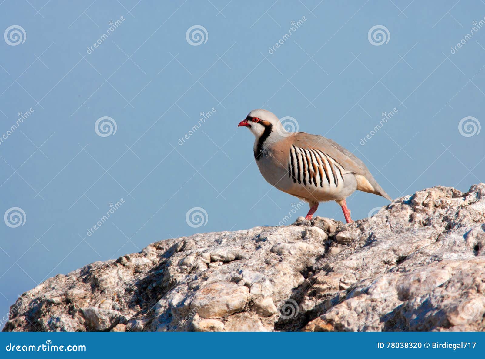 Chukar Partridge Bird Standing on Rcok with Blue Background Stock Photo ...