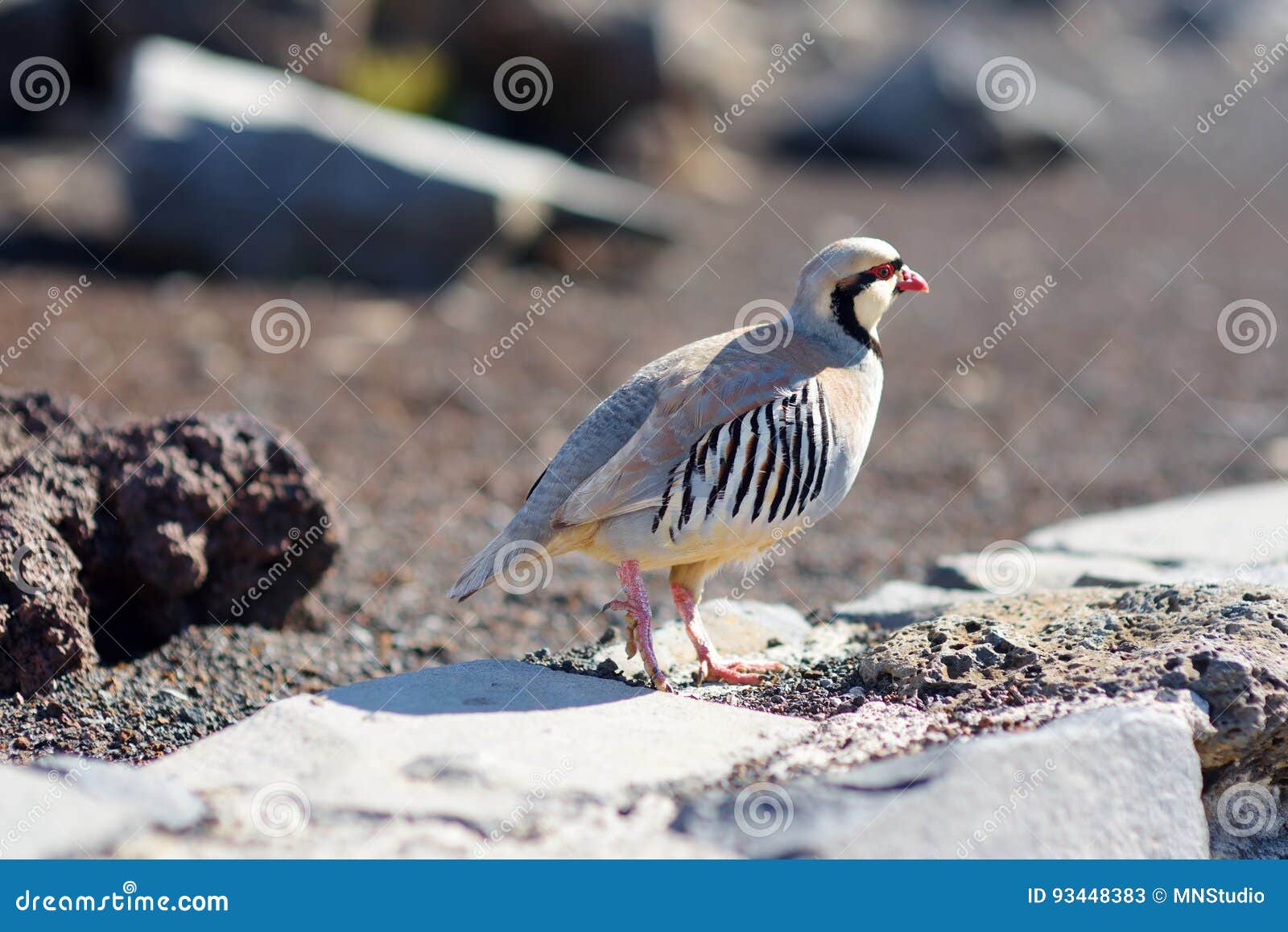 Chukar Partridge or Chukar Alectoris Chukar Stock Image - Image of ...