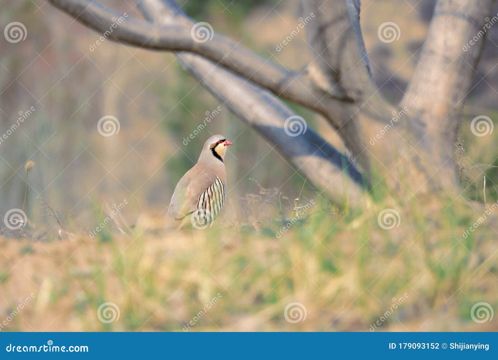 Chukar Partridge stock photo. Image of wild, life, chuckar - 179093152