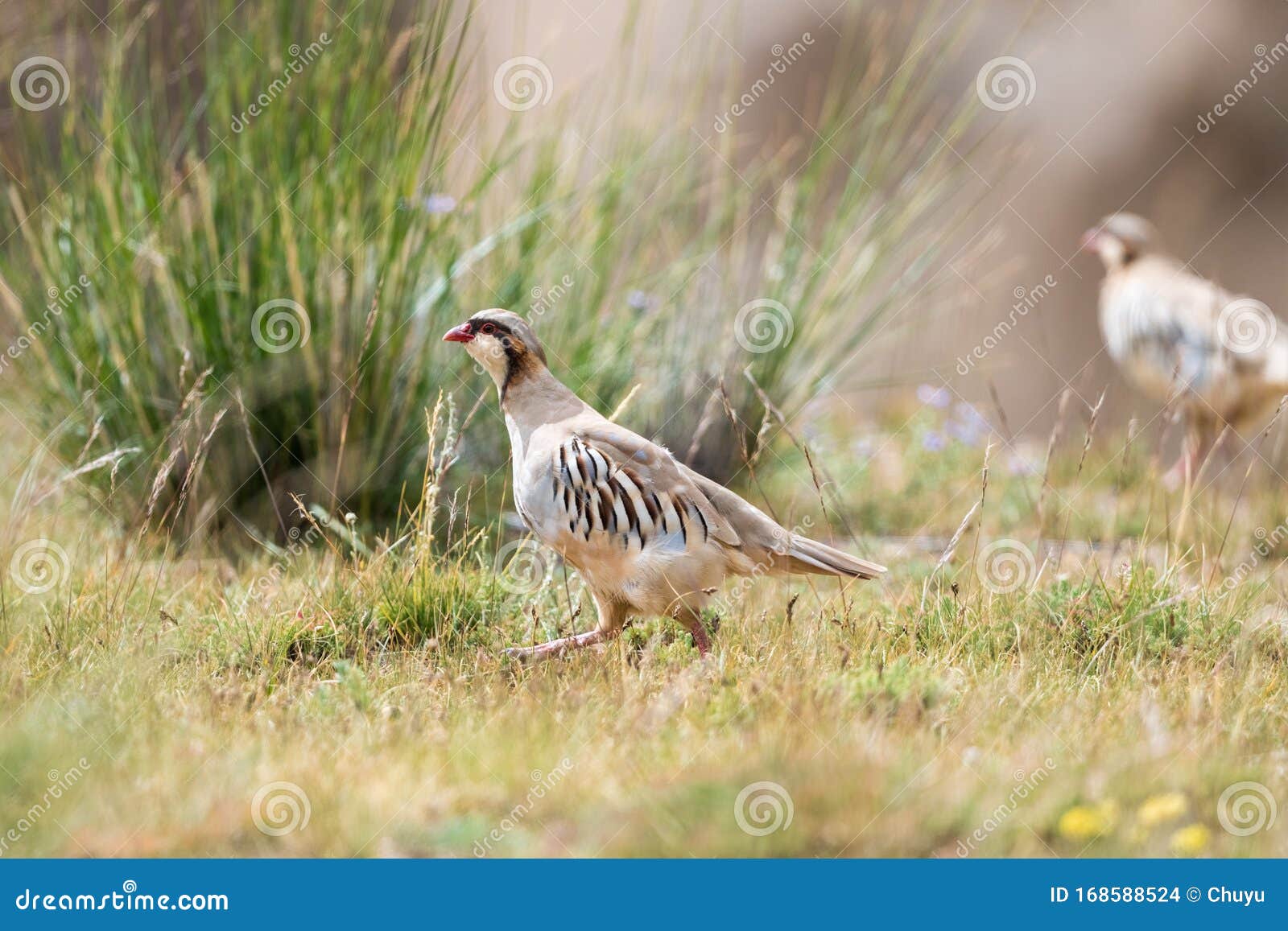 Chukar Partridge, Alectoris Chukar Stock Photo - Image of rock, legged ...