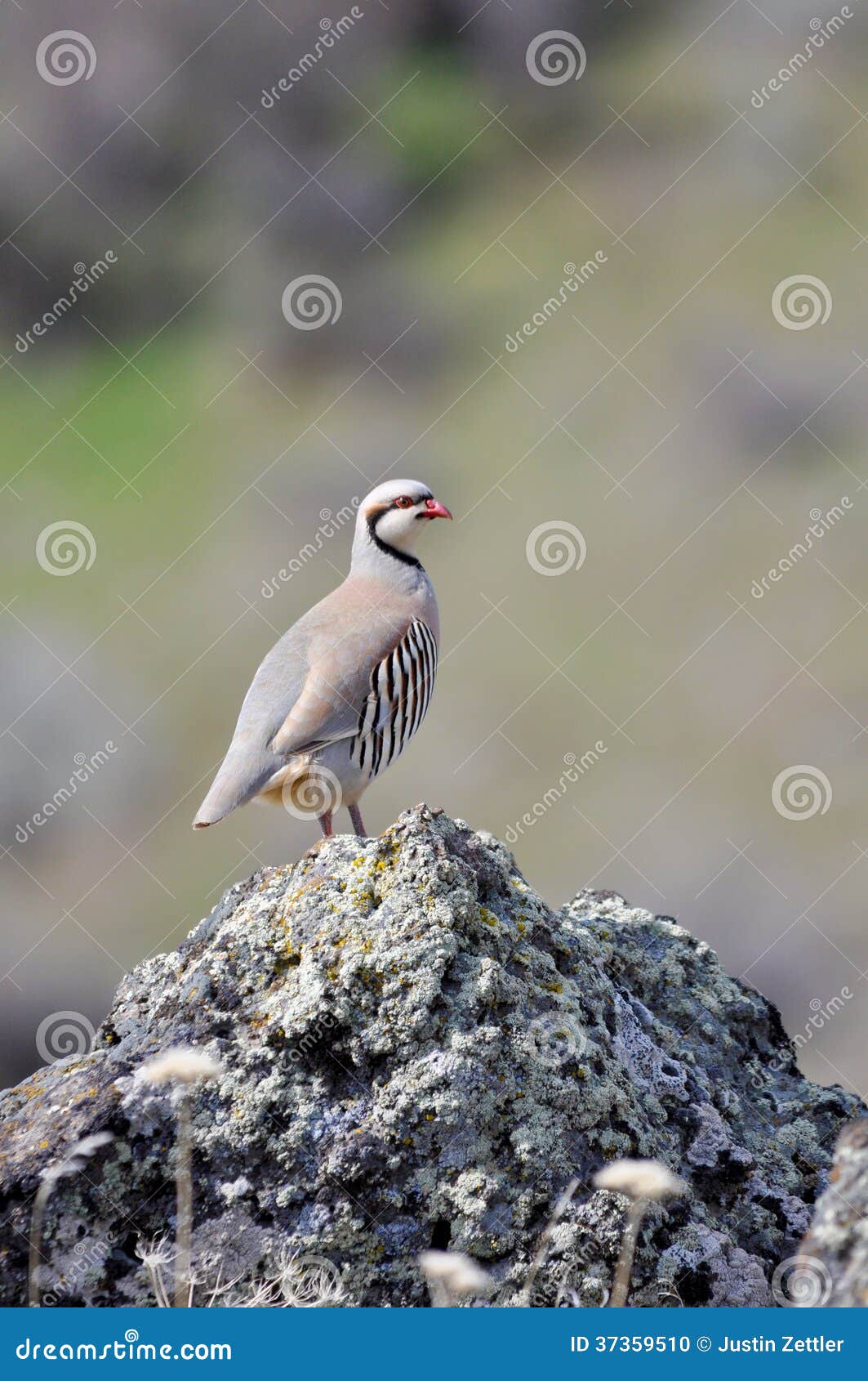Chukar Partridge Posing Stock Photos - Free & Royalty-Free Stock Photos ...