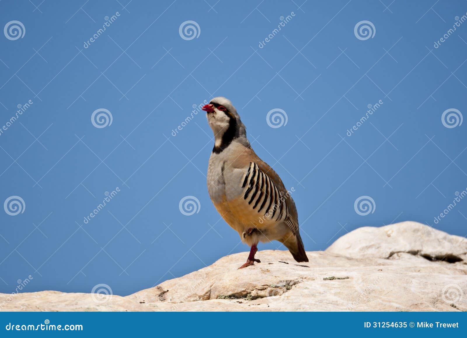 Chukar stock image. Image of mountains, feathers, wildlife - 31254635
