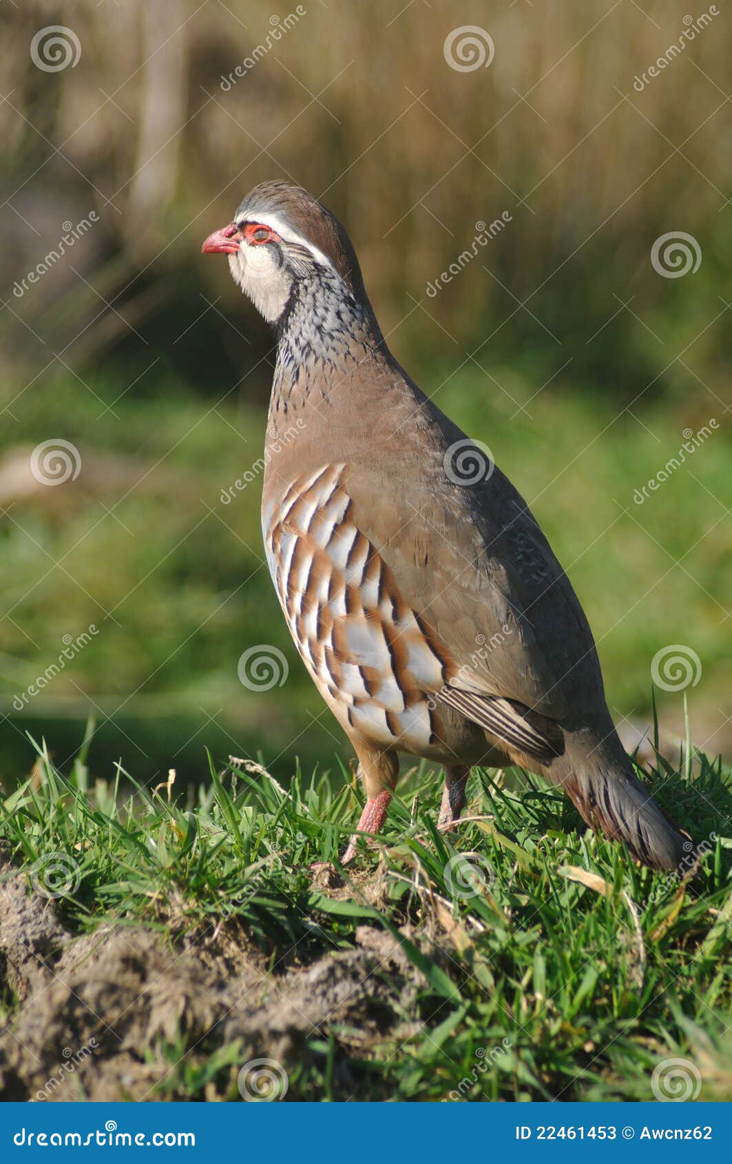 Chukor portrait stock image. Image of shooting, heads - 22461453