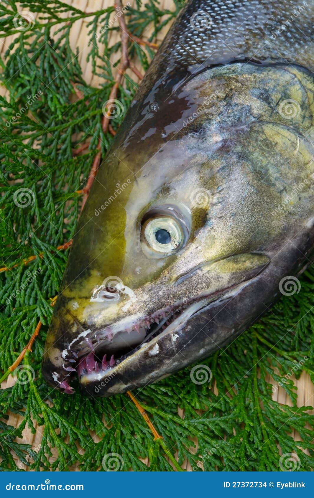 Chum salmon stock photo. Image of animal, seafood, organic - 27372734
