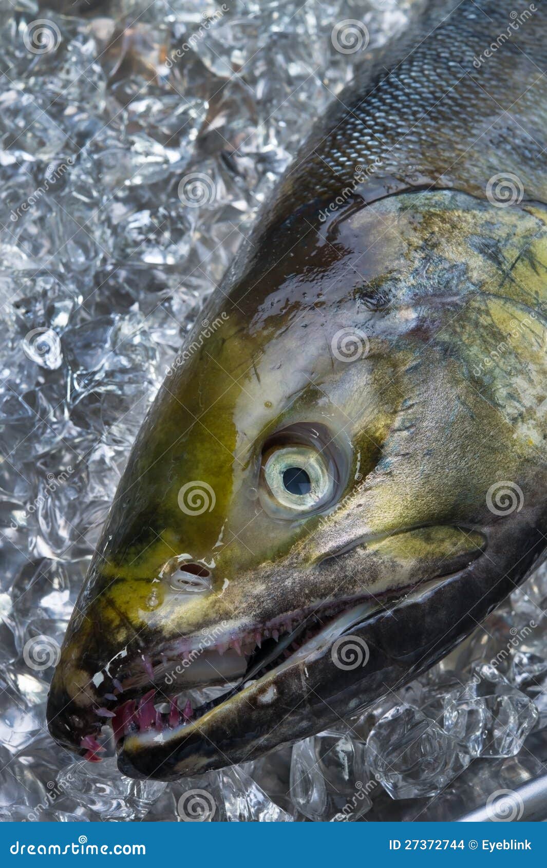 Chum salmon stock photo. Image of animal, organic, food - 27372744