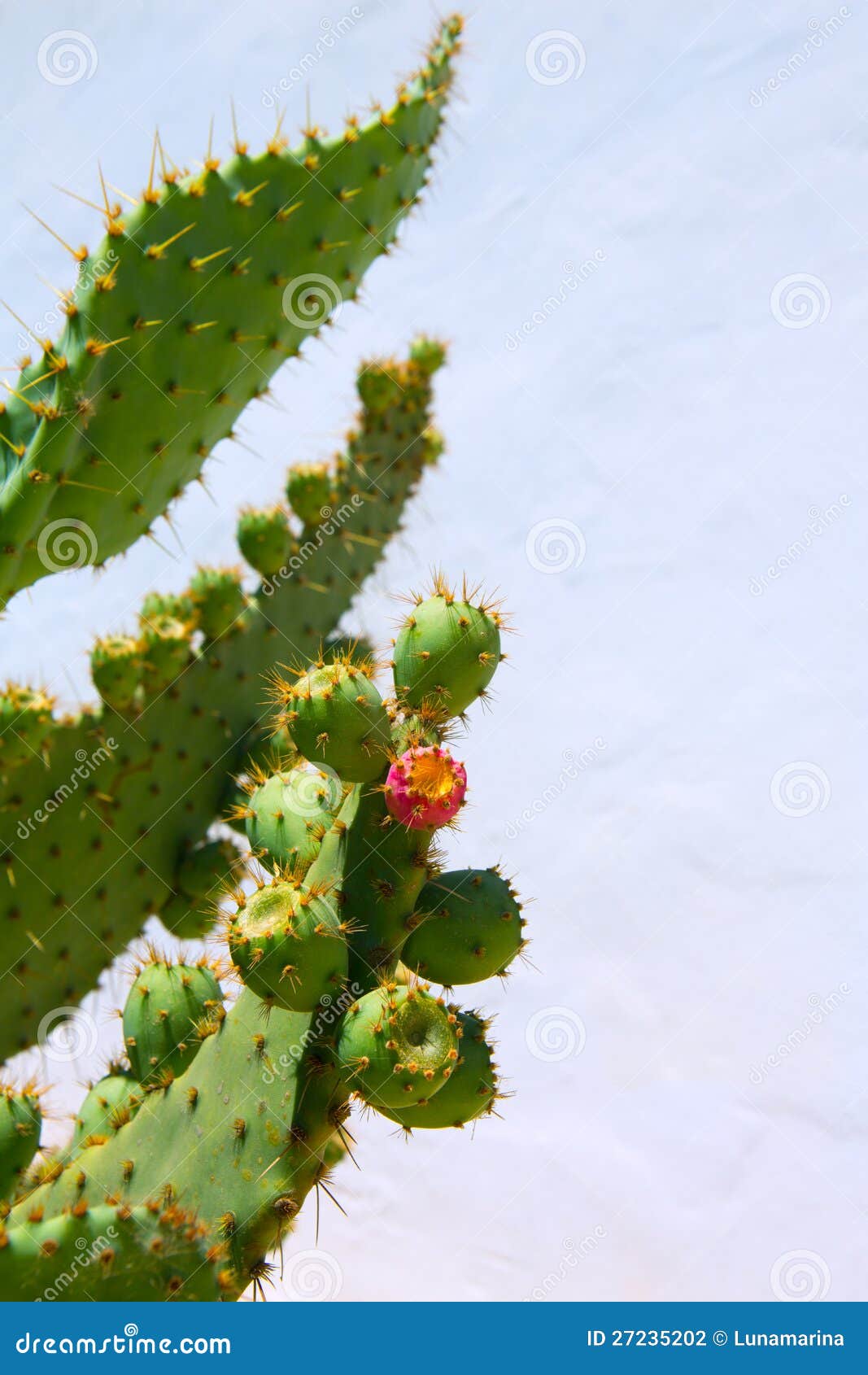Chumbera Nopal Prickly Pear Fruits Stock Photo - Image of fresh ...