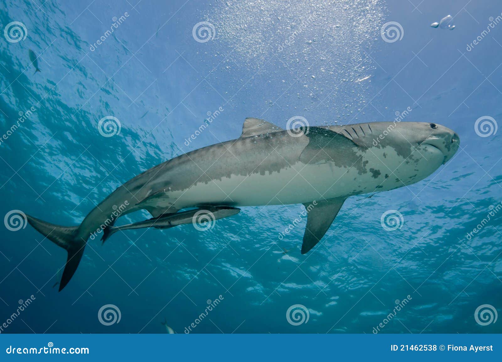 Chumming stock photo. Image of shots, fish, sharks, shark - 21462538