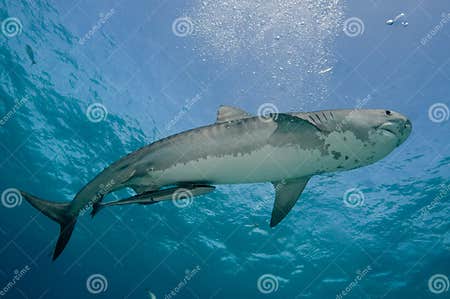 Chumming stock photo. Image of shots, fish, sharks, shark - 21462538