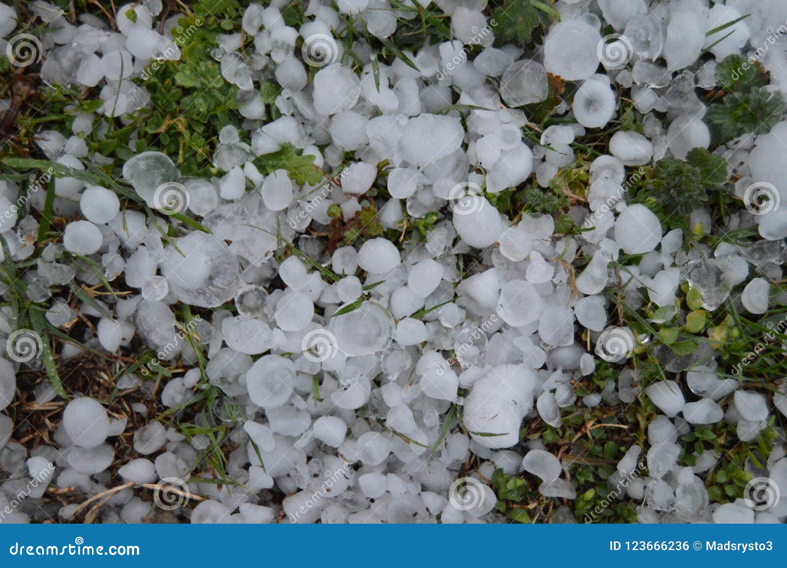 Hail Storm Aftermath stock photo. Image of cold, ball - 123666236