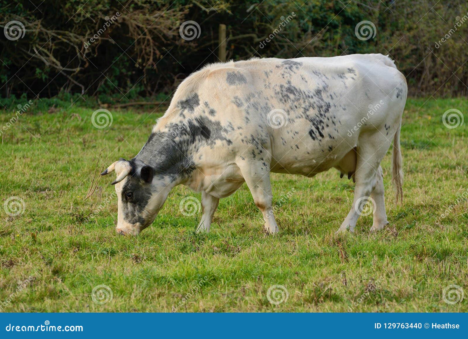 Chunky Nursing Cow Grazing in a Field Stock Photo - Image of breeding ...